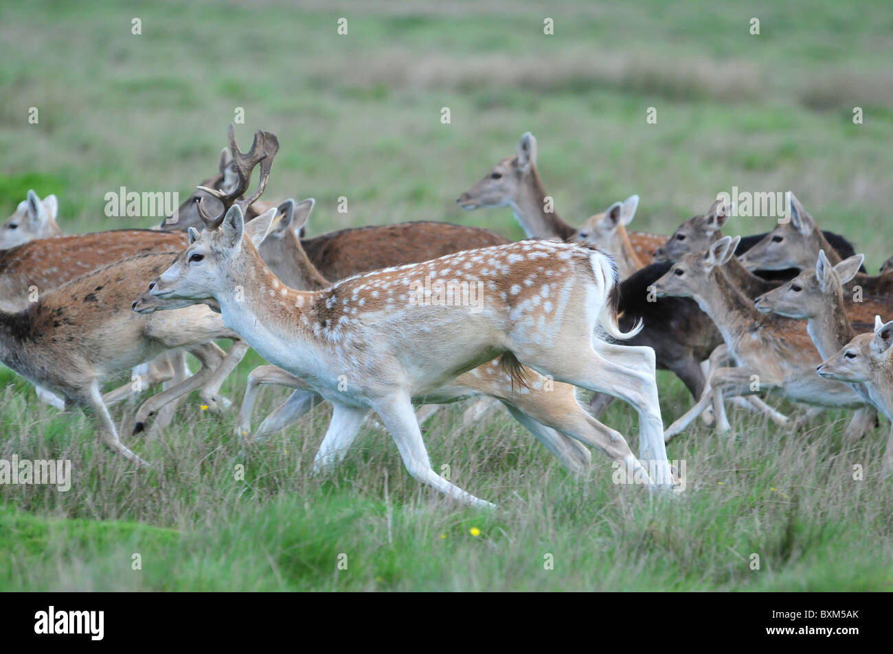 Deer herd running hi-res stock photography and images - Alamy