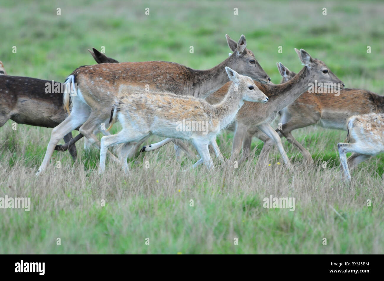 Fallow Deer running Stock Photo - Alamy