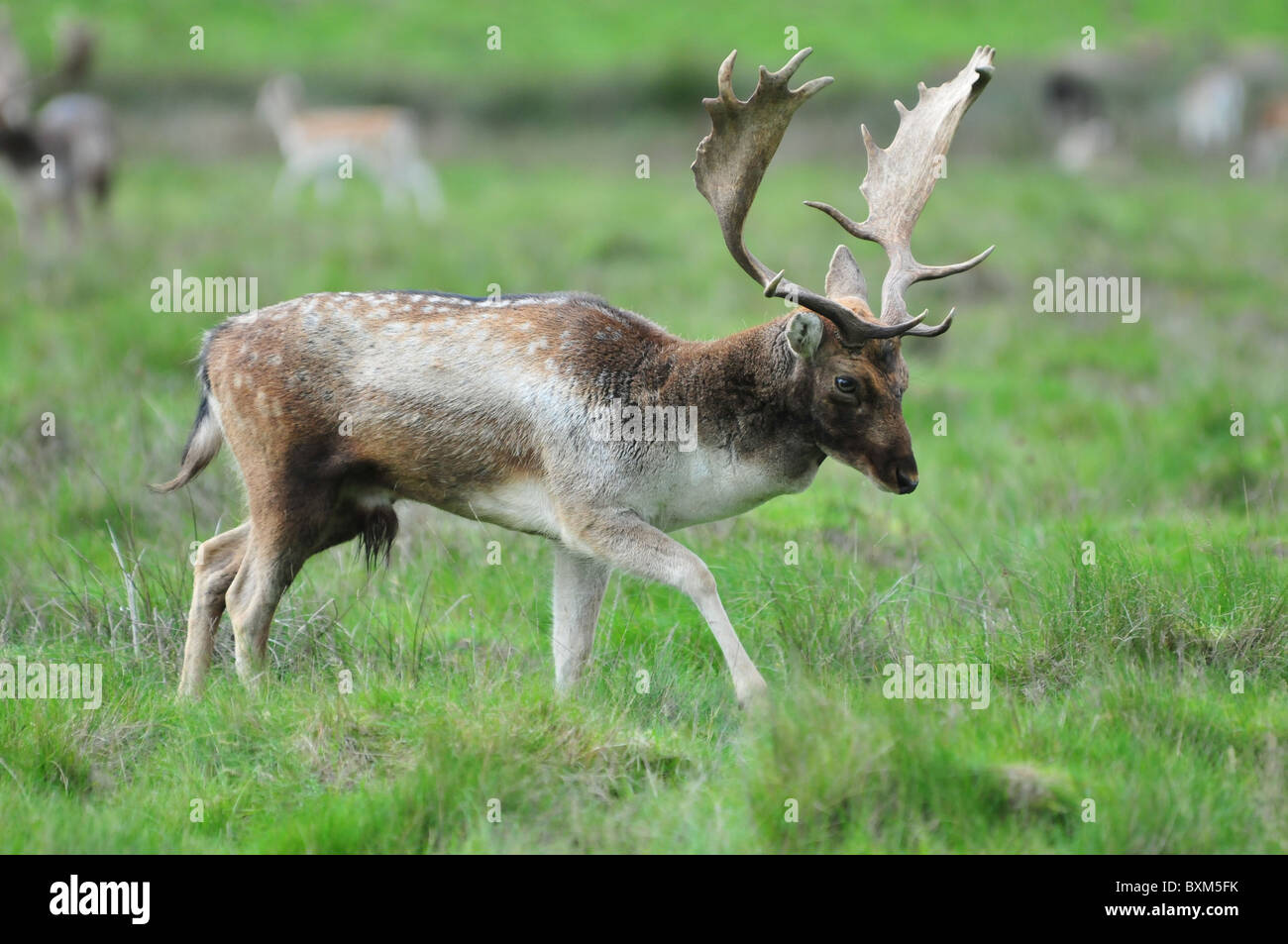 Fallow Deer stag Stock Photo - Alamy