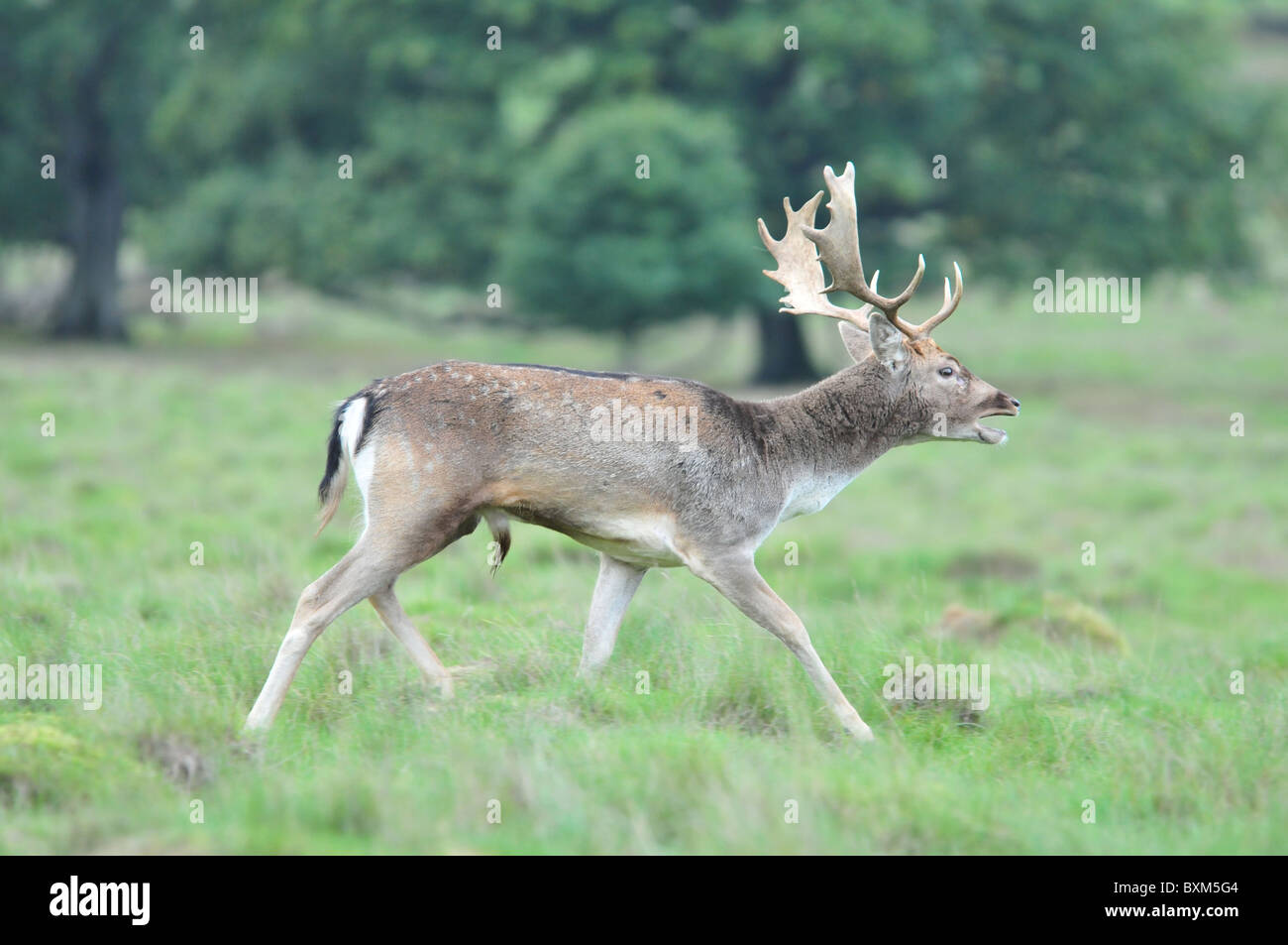 Fallow Deer stag Stock Photo - Alamy