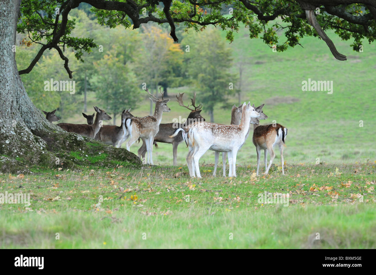 Young fallow deer Stock Photo - Alamy