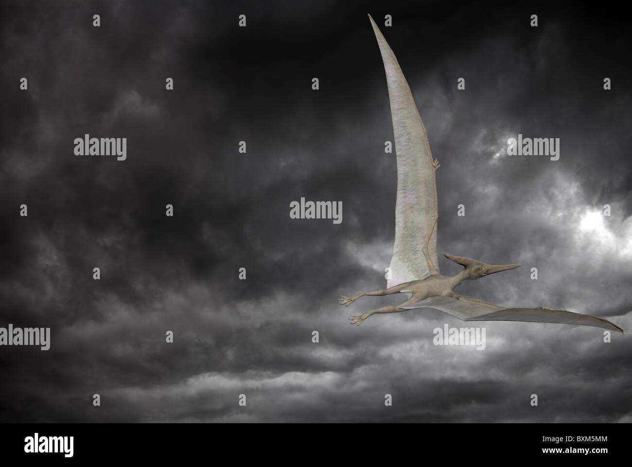 A Pterodactyl High Resolution Stock Photography and Images - Alamy