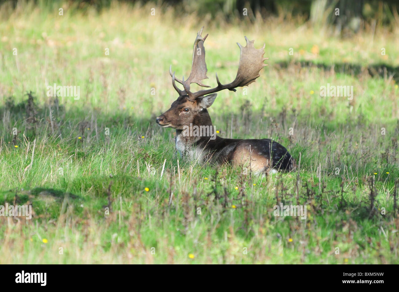 Fallow Deer stag Stock Photo - Alamy