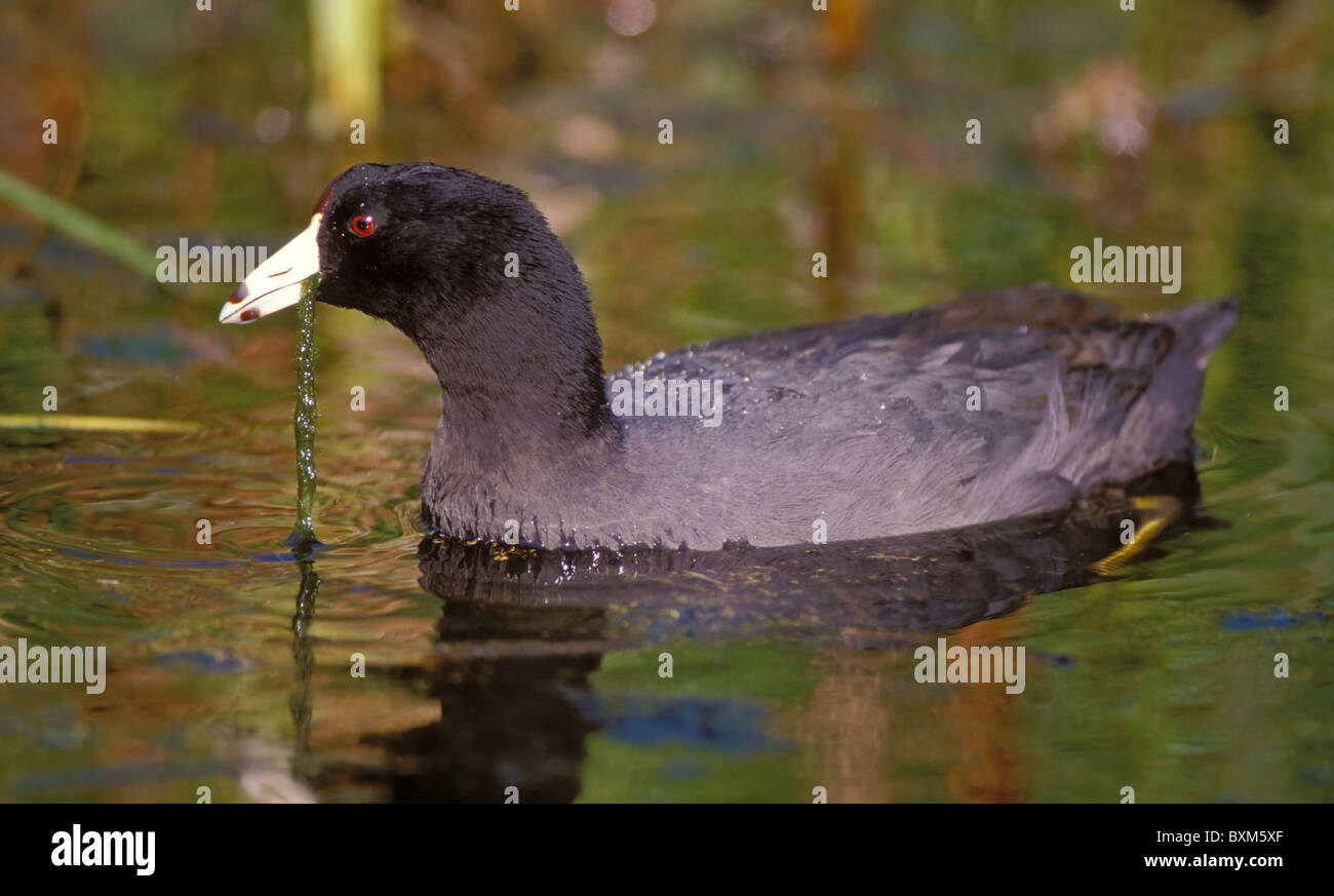 American coot family hi-res stock photography and images - Alamy