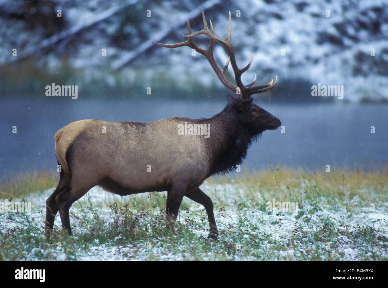 Large bull elk western wildlife hi-res stock photography and images - Alamy