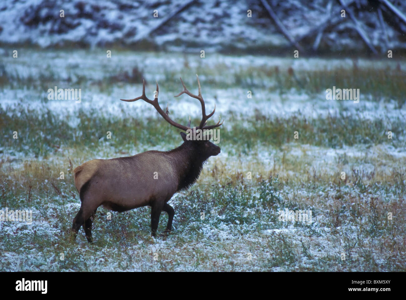 Second largest deer species hi-res stock photography and images - Alamy
