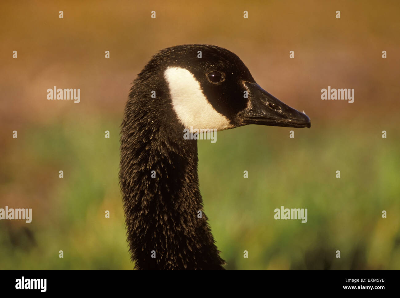 Human altered dwell wildlife hi-res stock photography and images - Alamy