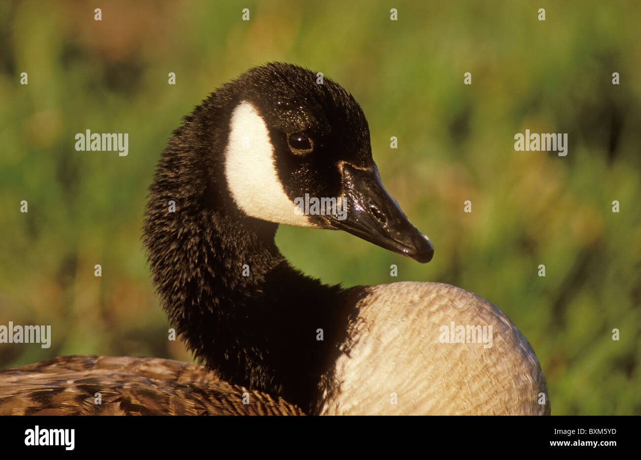 Human altered dwell wildlife hi-res stock photography and images - Alamy
