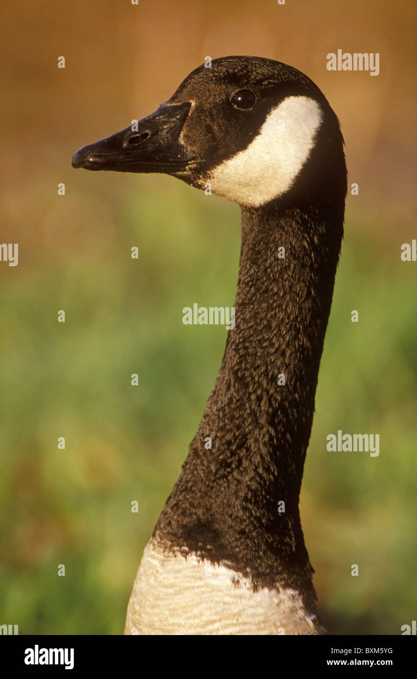 Naturally migratory bird hi-res stock photography and images - Alamy
