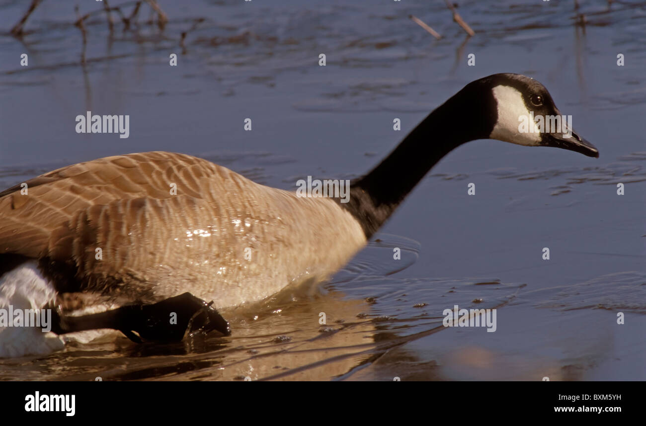 Human altered dwell wildlife hi-res stock photography and images - Alamy