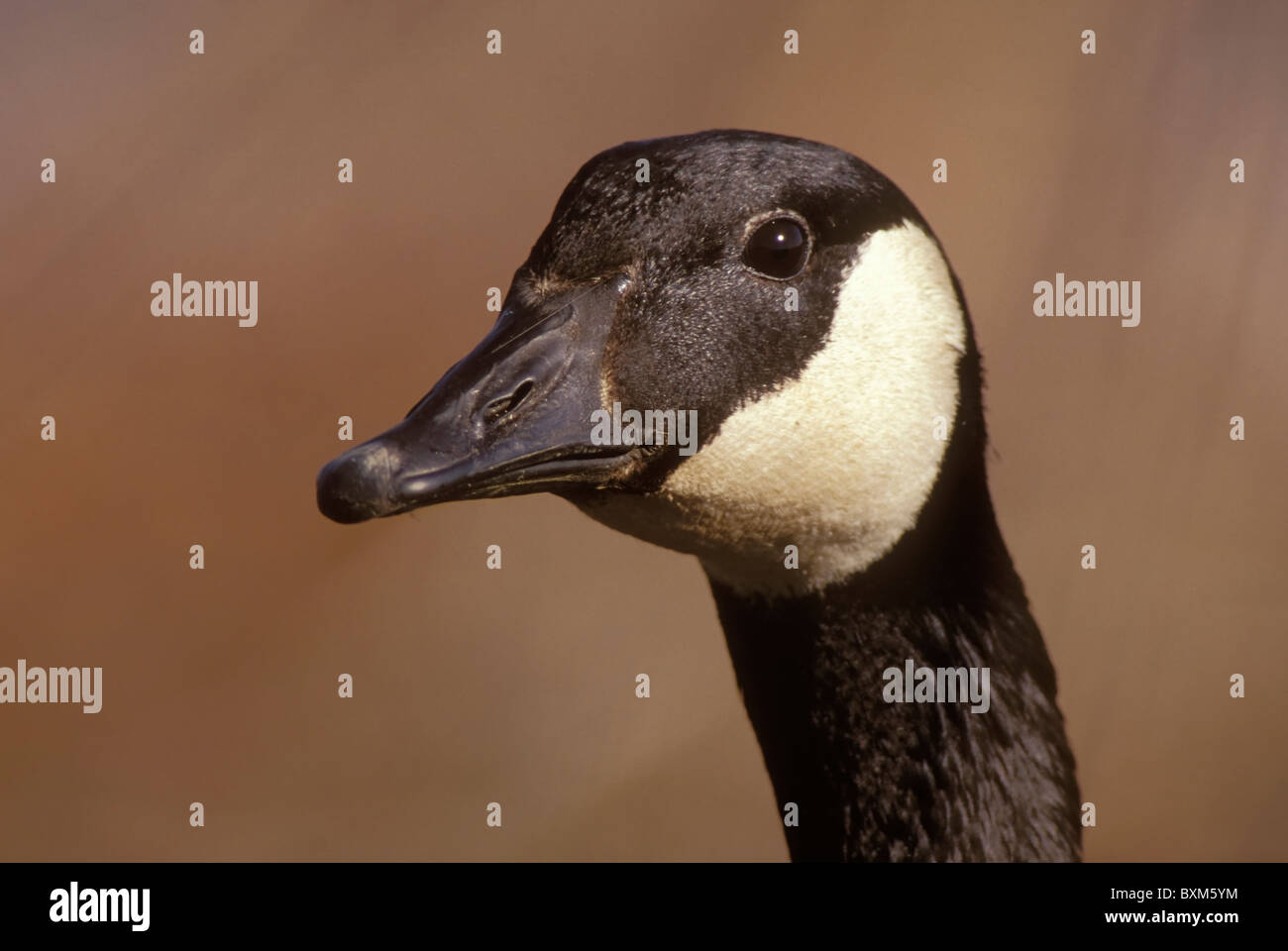 Human altered dwell wildlife hi-res stock photography and images - Alamy