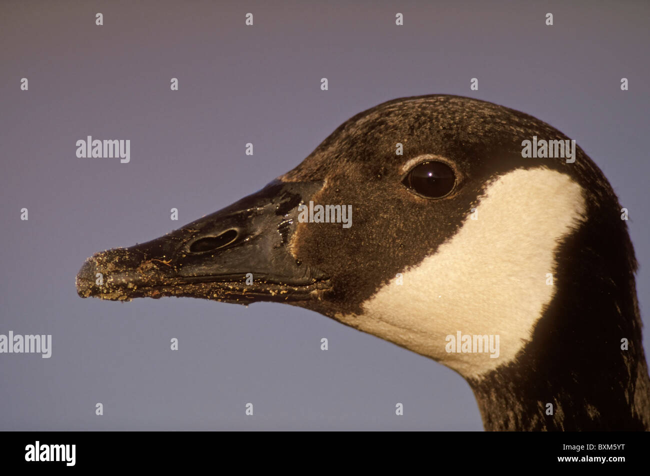 Human altered dwell wildlife hi-res stock photography and images - Alamy