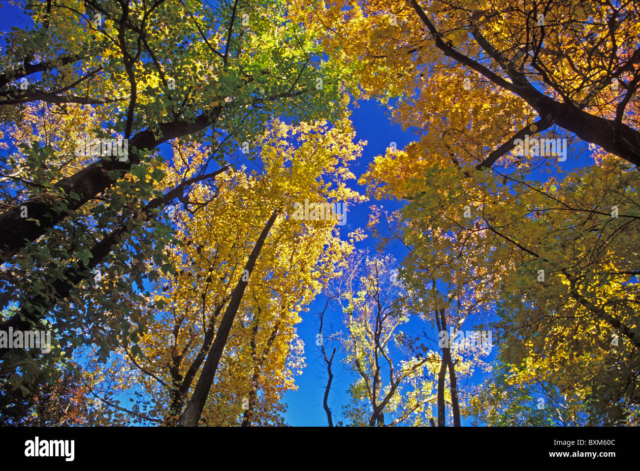 Trees in autumn Stock Photo - Alamy