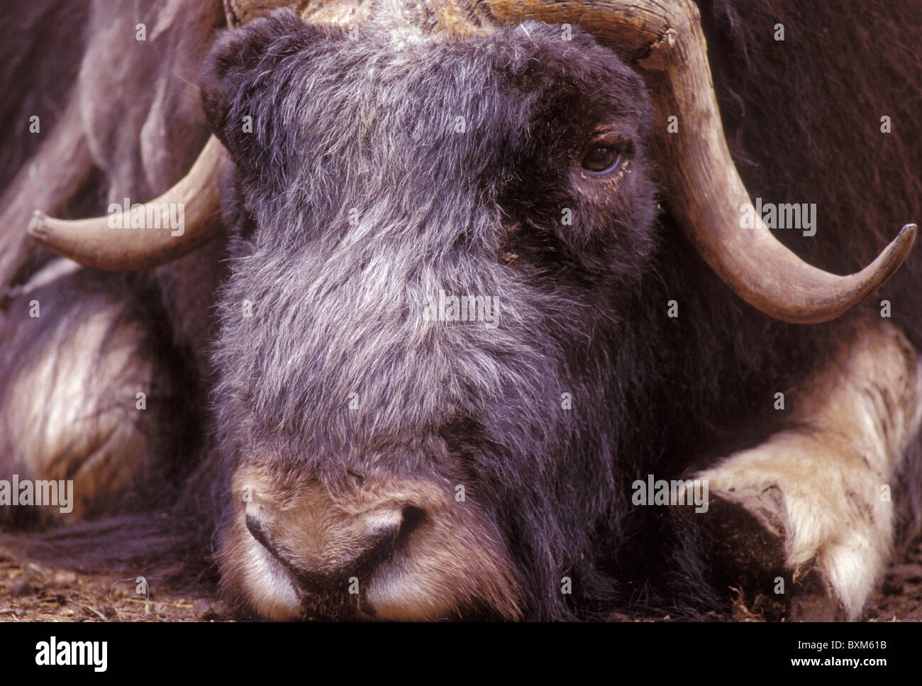 Musk sheep hi-res stock photography and images - Alamy