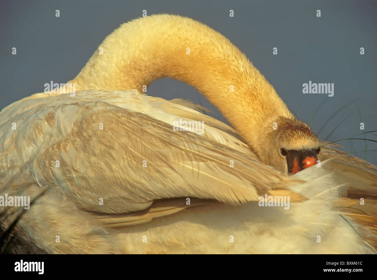 Second swan hi-res stock photography and images - Alamy