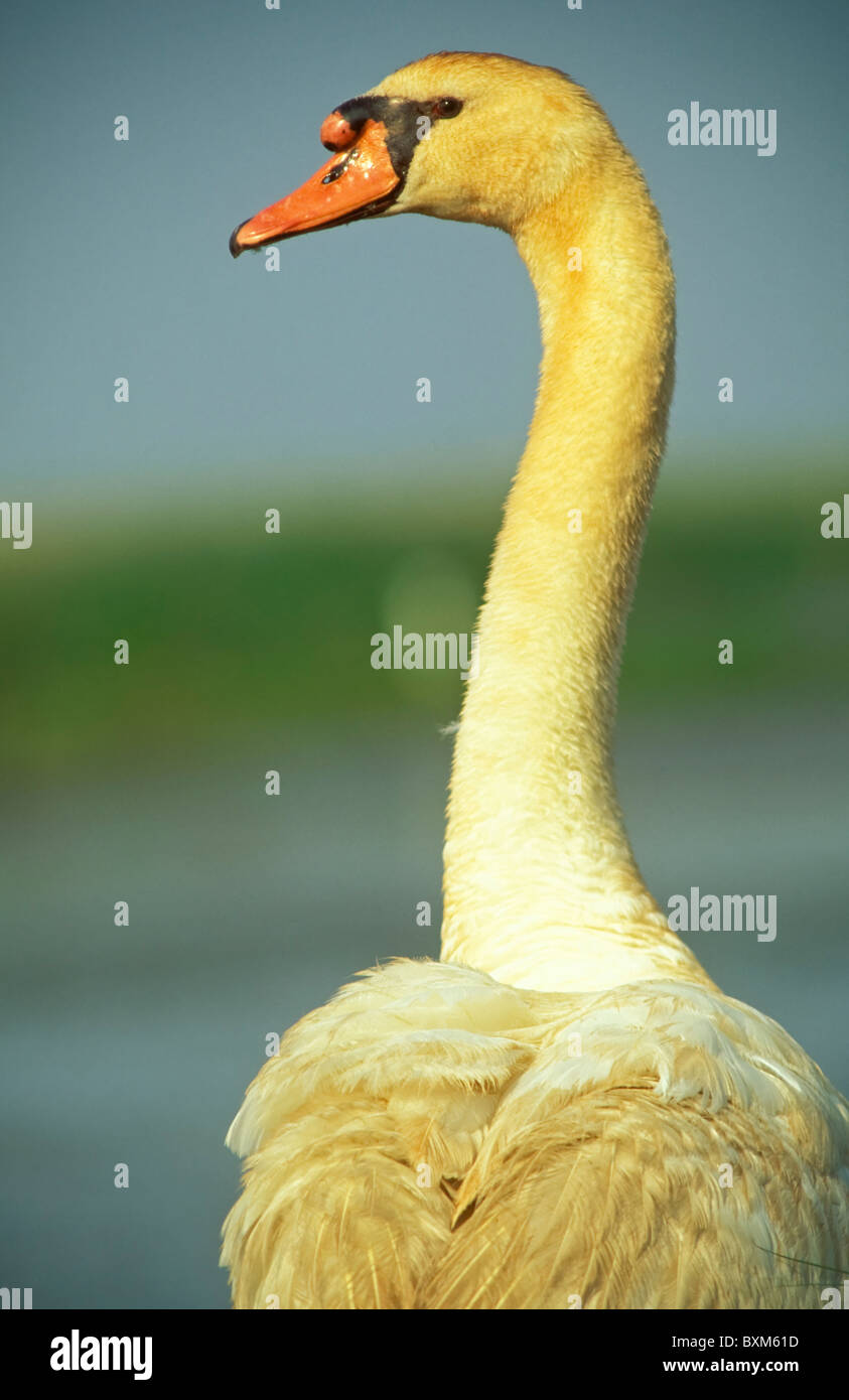 Monogamous animals swan hi-res stock photography and images - Alamy