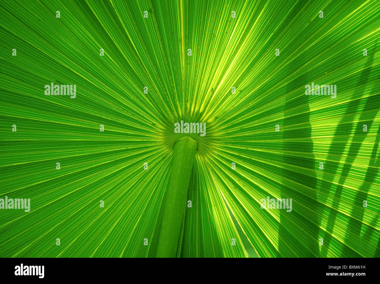 Nature triumph hi-res stock photography and images - Alamy