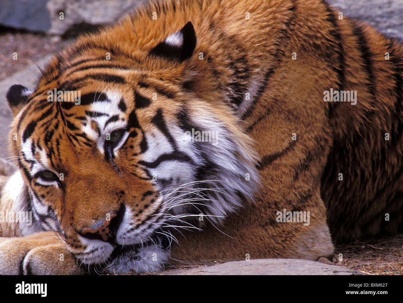 Korean tiger hi-res stock photography and images - Alamy