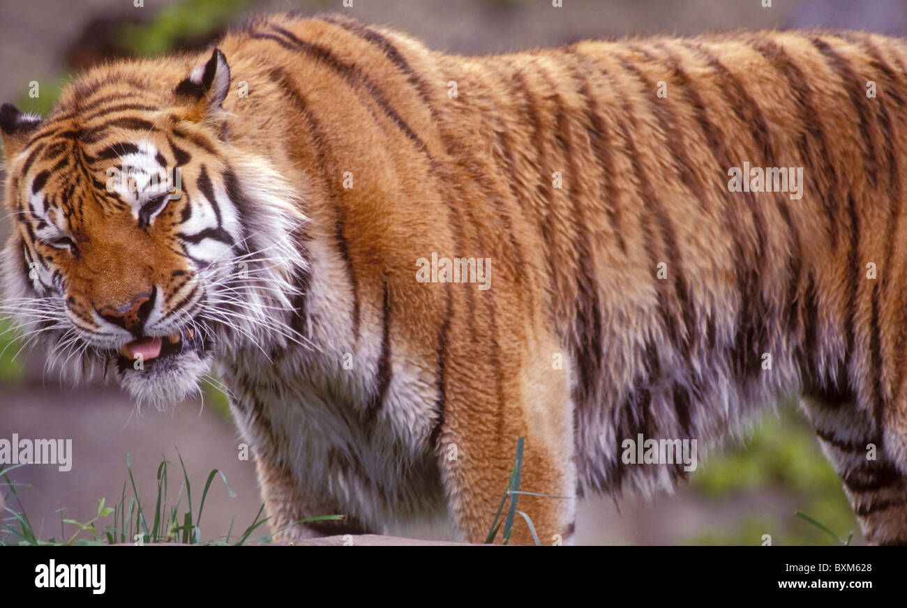 Korean tiger hi-res stock photography and images - Alamy