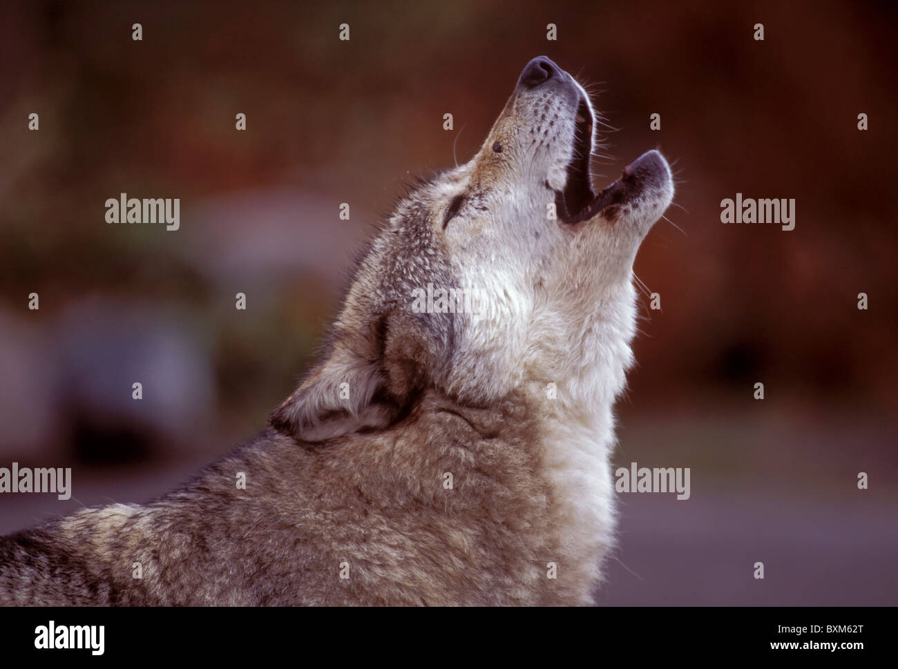 Large gray wolf pack hi-res stock photography and images - Alamy
