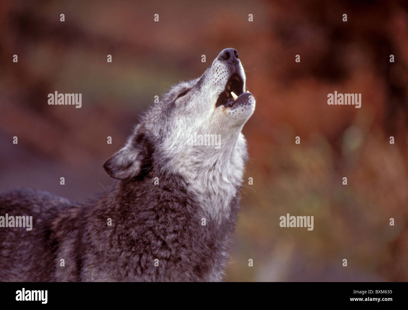 Large gray wolf pack hi-res stock photography and images - Alamy