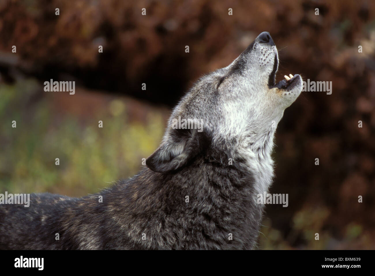 Large gray wolf hi-res stock photography and images - Alamy