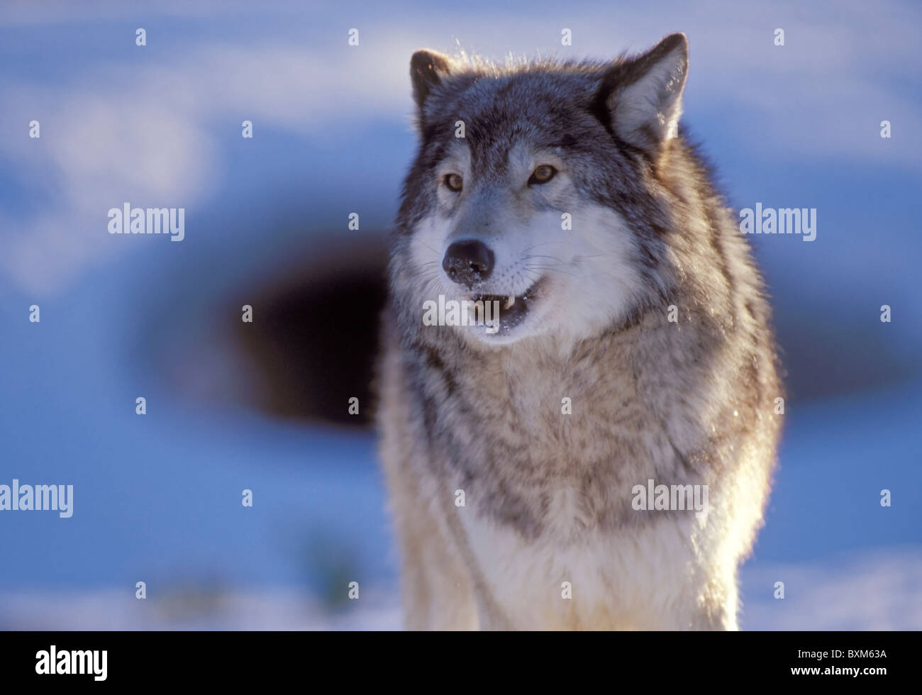 Largest of canidae family hi-res stock photography and images - Alamy