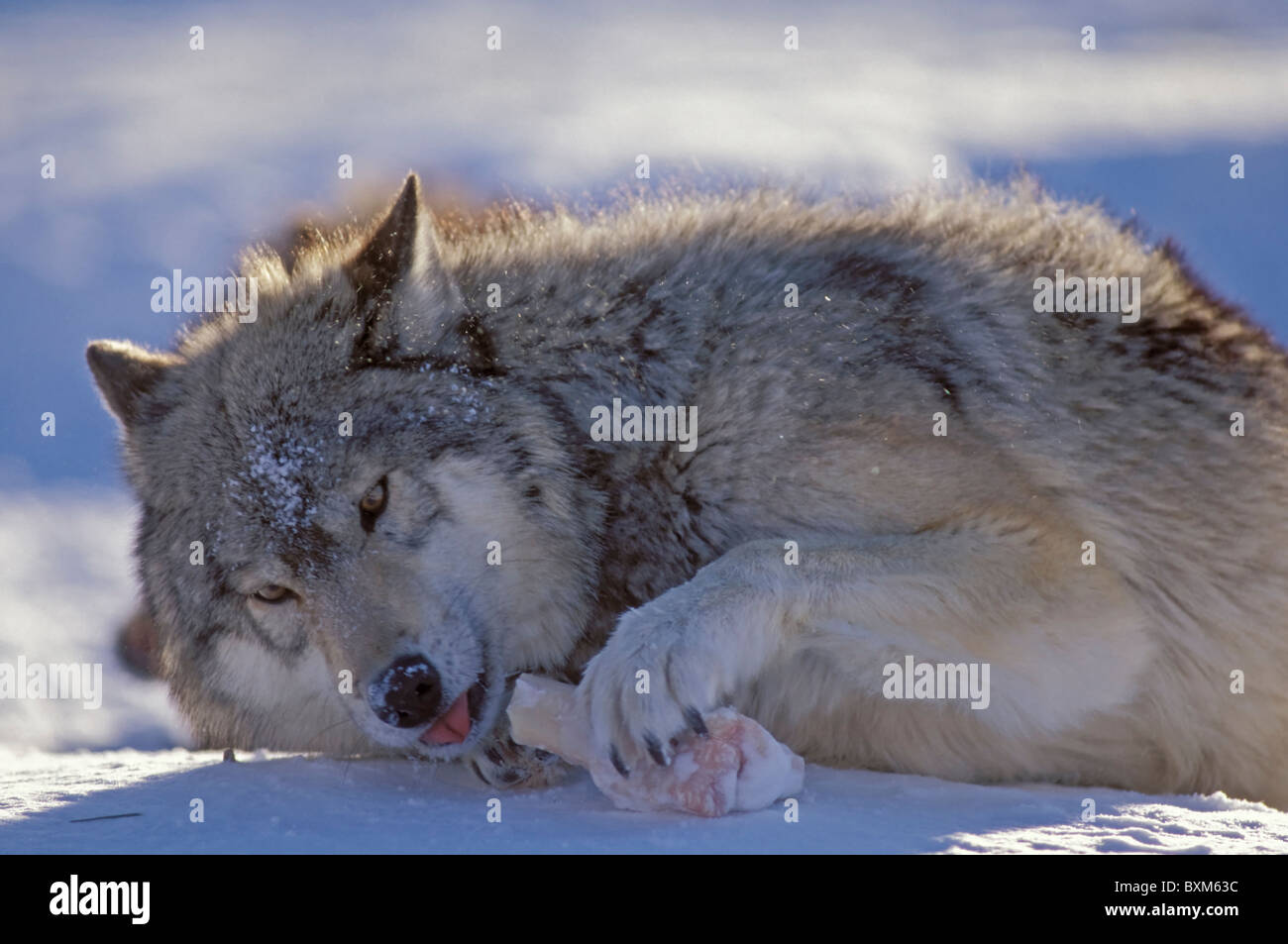 Largest of canidae family hi-res stock photography and images - Alamy