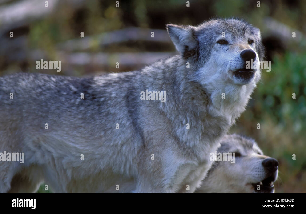 Largest of canidae family hi-res stock photography and images - Alamy