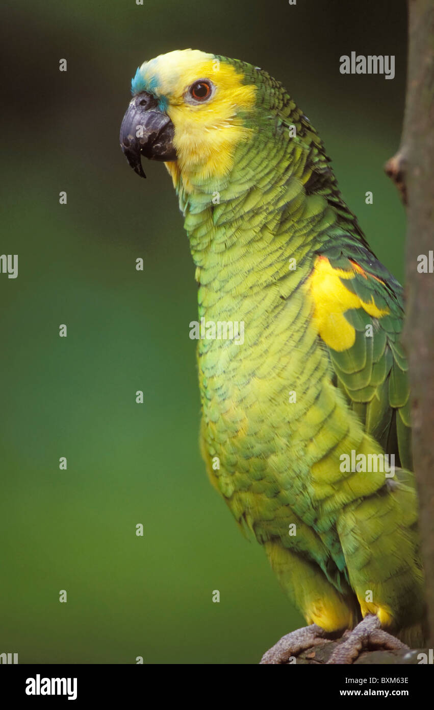 Double yellow headed amazon parrot hi-res stock photography and images ...