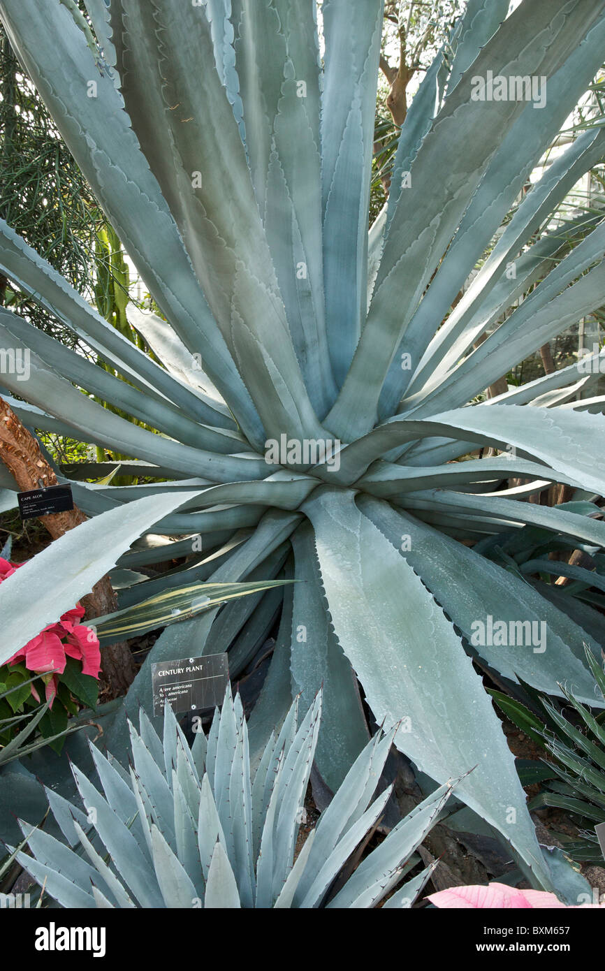 Century plant agave americana hi-res stock photography and images - Alamy