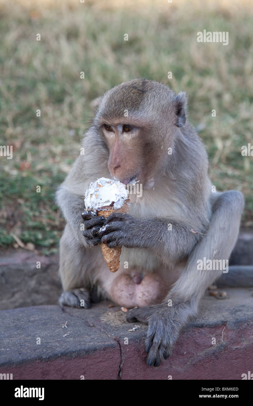 Monkey Eating Ice Cream