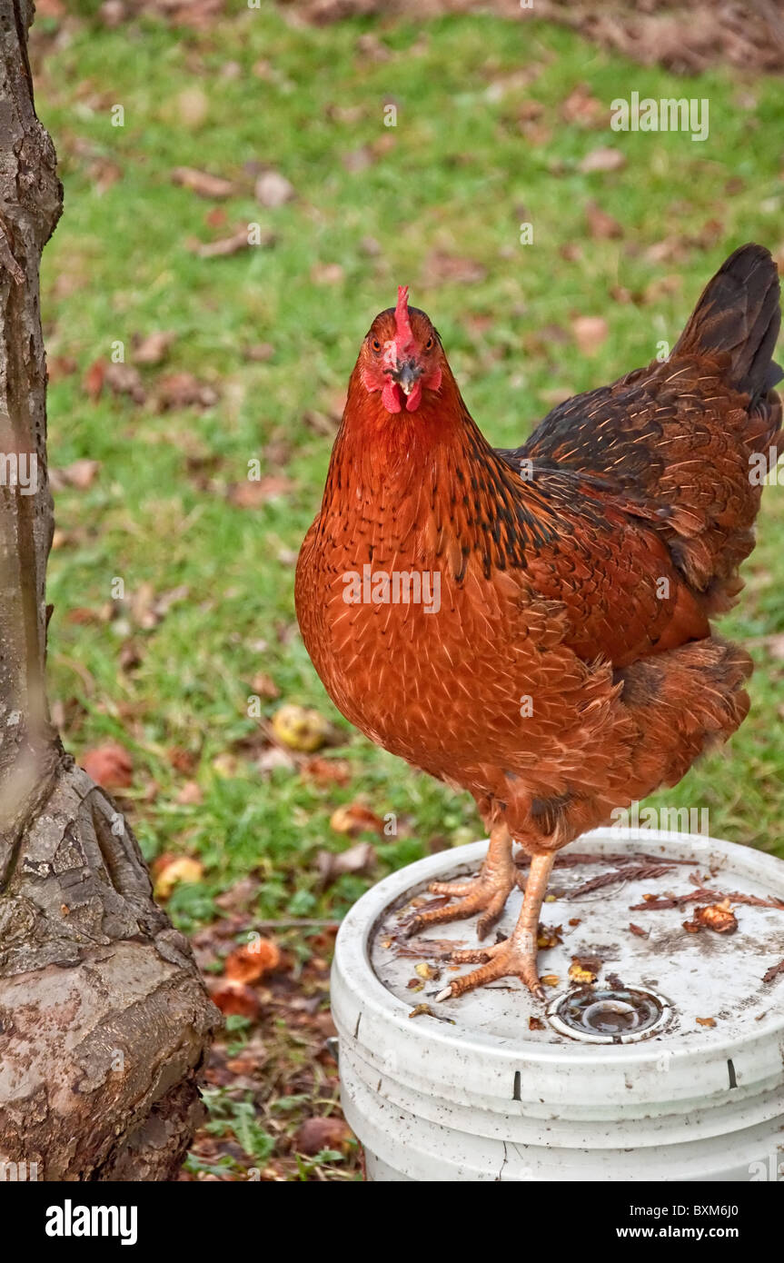 This vertical shows a red hen chicken (Rhode Island Red) standing on a ...