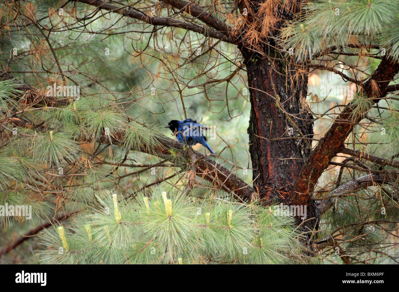 Azure Jay, Cyanocorax caeruleus, on pine tree, next to Fortaleza canyon ...