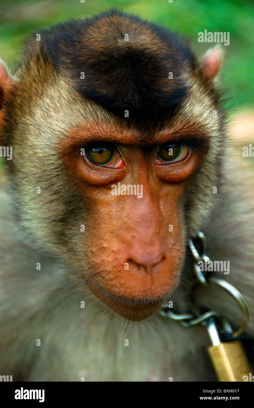 Captive monkey, Langkawi, Malaysia Stock Photo - Alamy