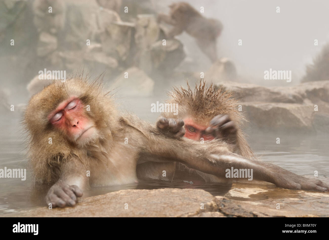 Monkey scratching its head hi-res stock photography and images - Alamy