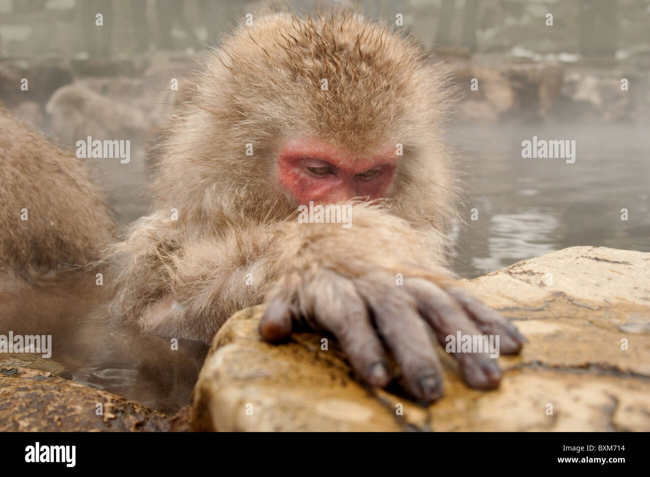 Snow monkey, Jigokudani park, Japan Stock Photo - Alamy