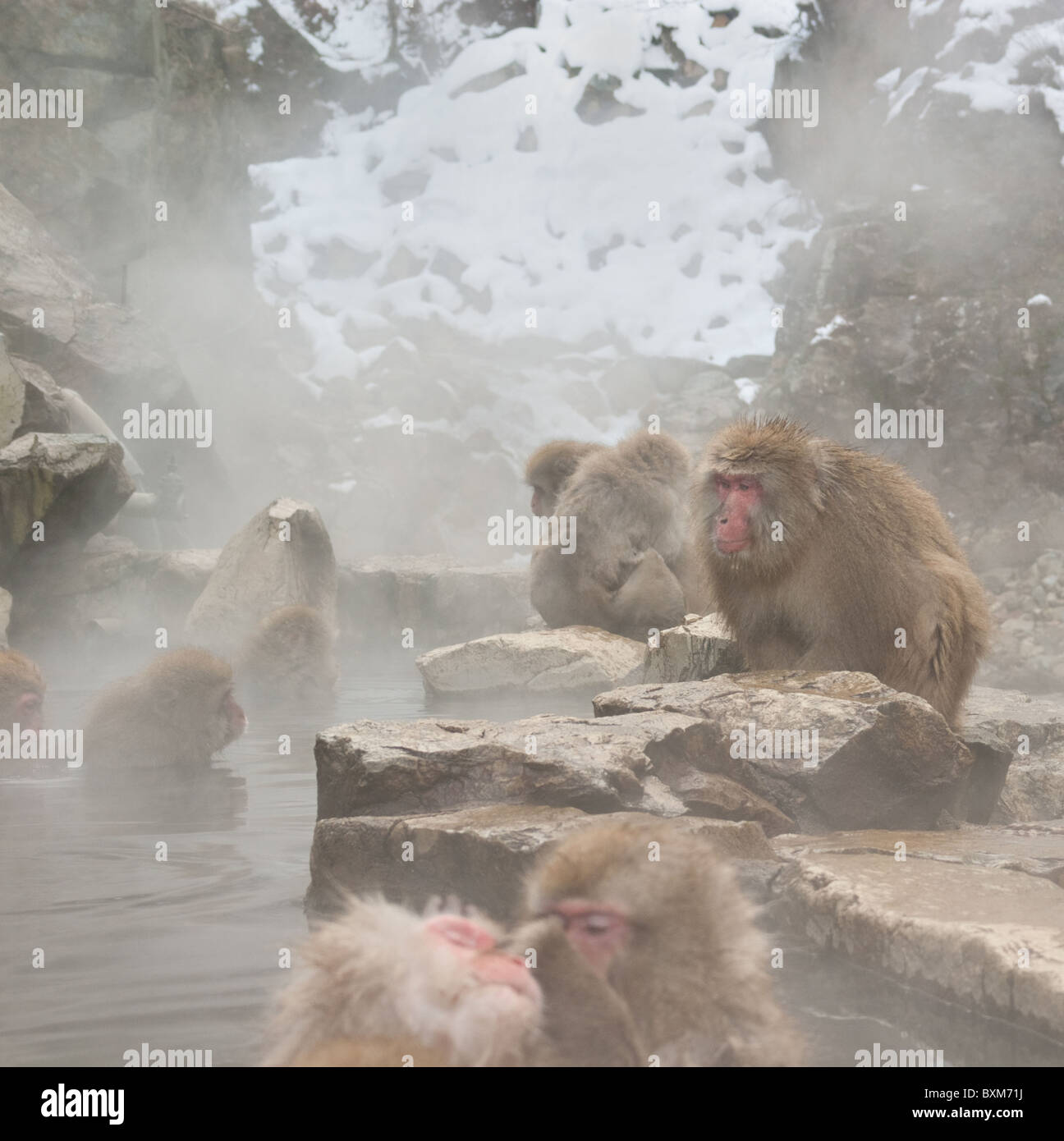 Snow monkey, Jigokudani park, Japan Stock Photo - Alamy