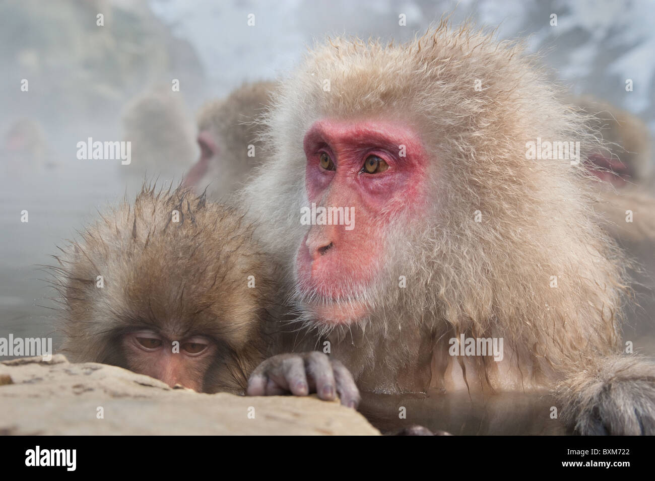 Jigokudani onsen family hi-res stock photography and images - Alamy