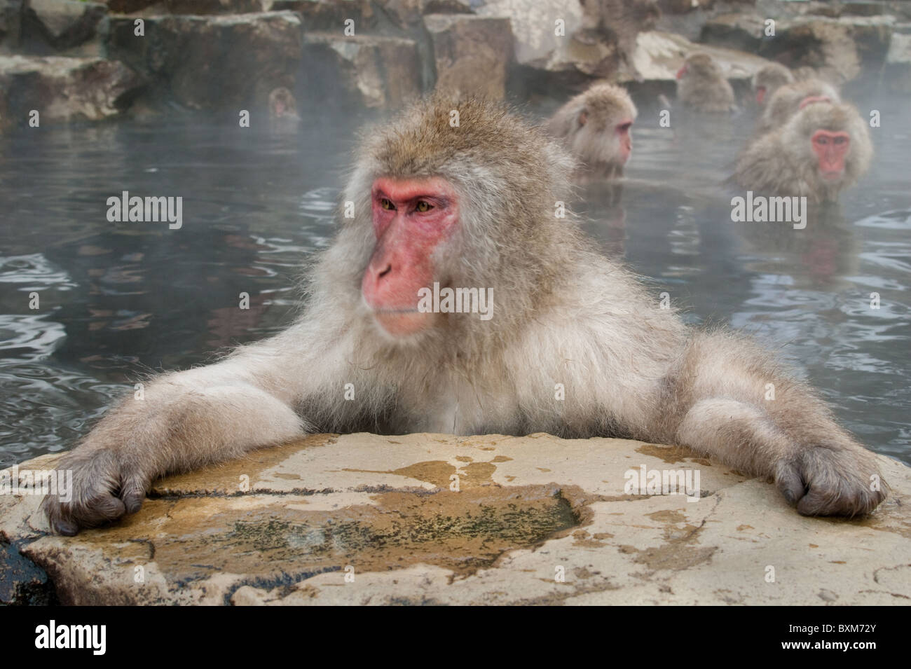 Snow monkey, Jigokudani park, Japan Stock Photo - Alamy