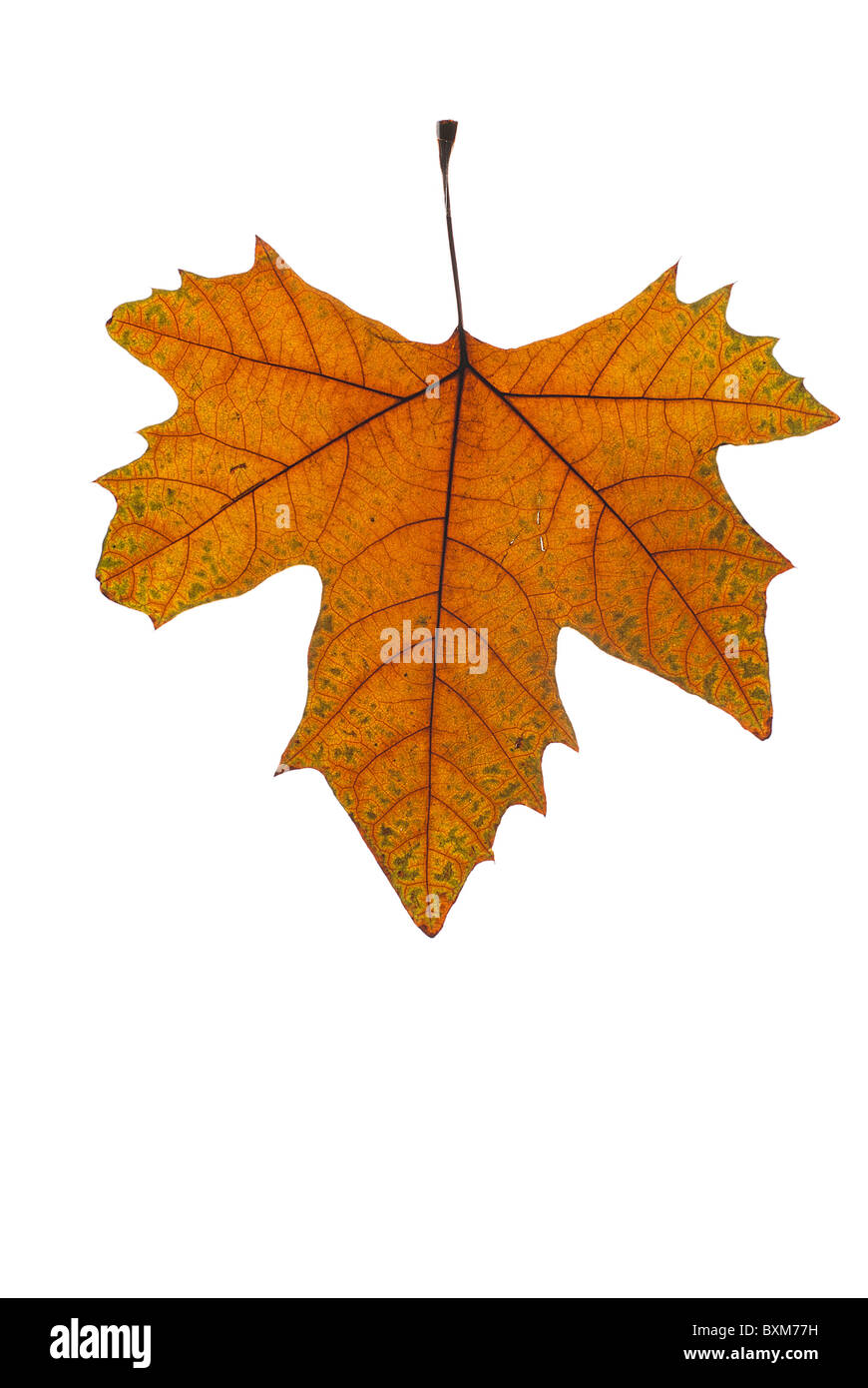 Autumn Plane tree leaf Stock Photo - Alamy