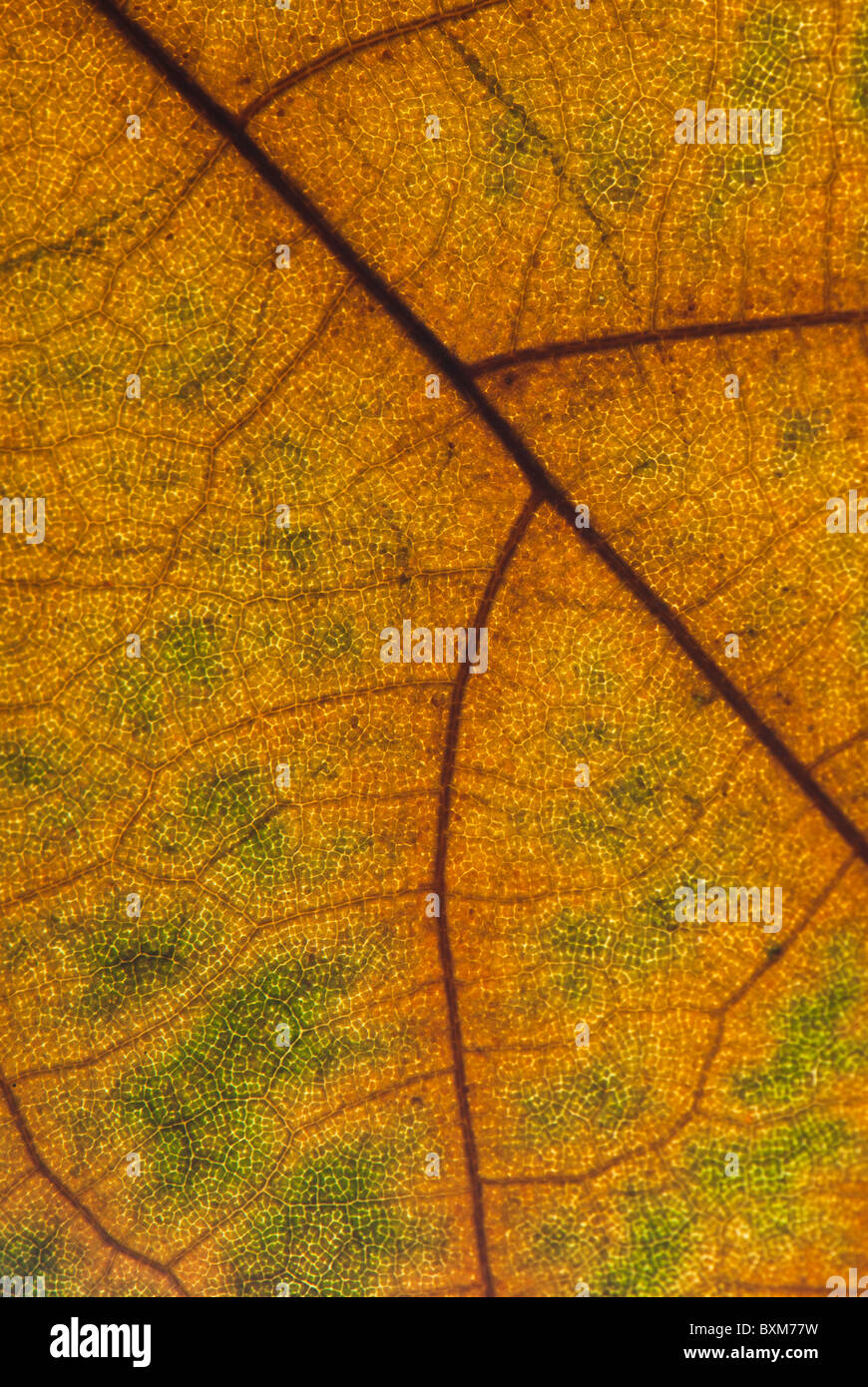 Close-up shot (macro) of an autumn Plane Tree leaf Stock Photo - Alamy