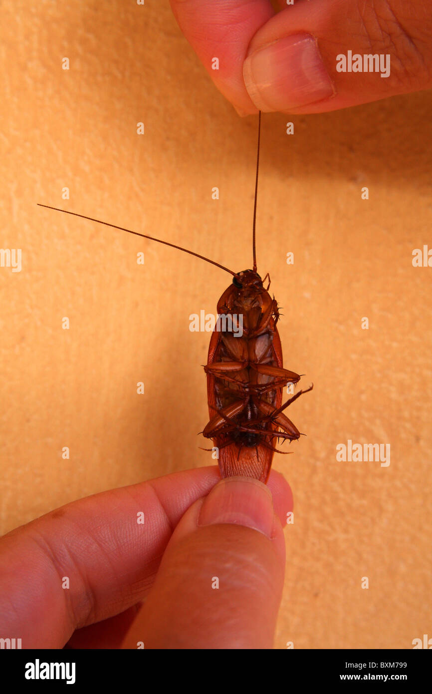 Brown banded cockroach hi-res stock photography and images - Alamy