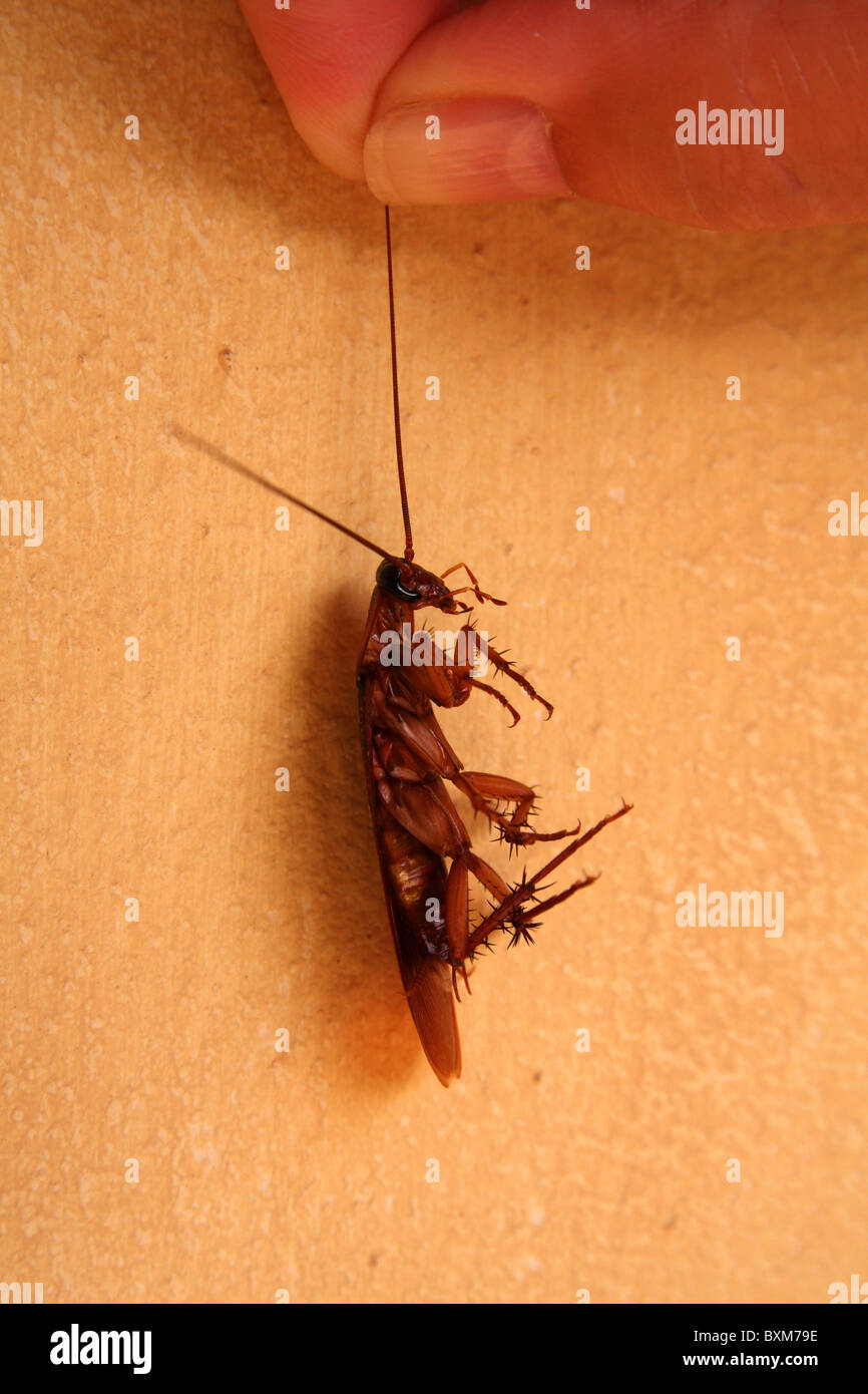 Cockroaches High Resolution Stock Photography and Images - Alamy