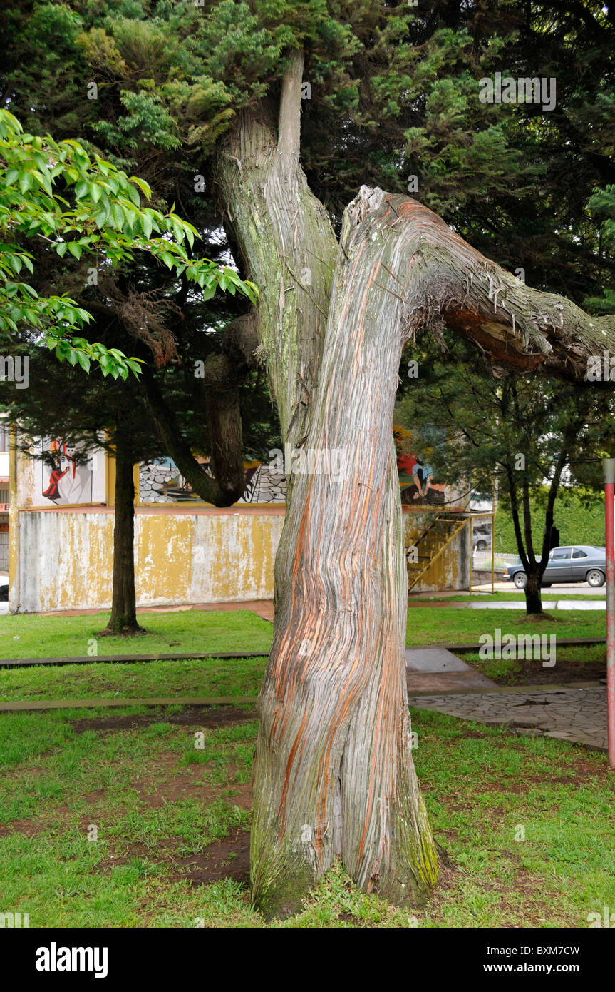 Square trunk tree hi-res stock photography and images - Alamy