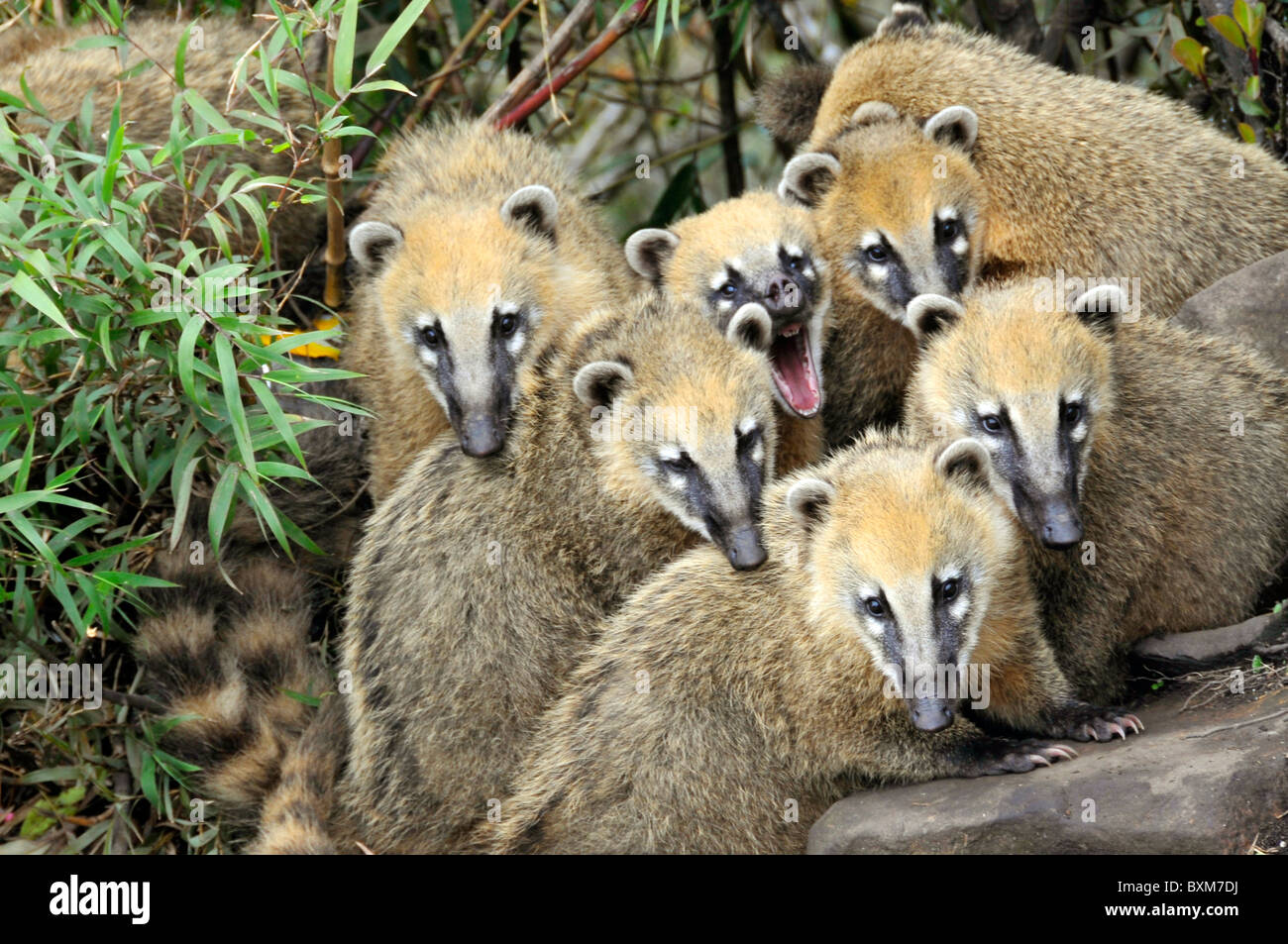 Group of wild coatis, Nasua nasua, Santa Catarina, Brazil Stock Photo ...