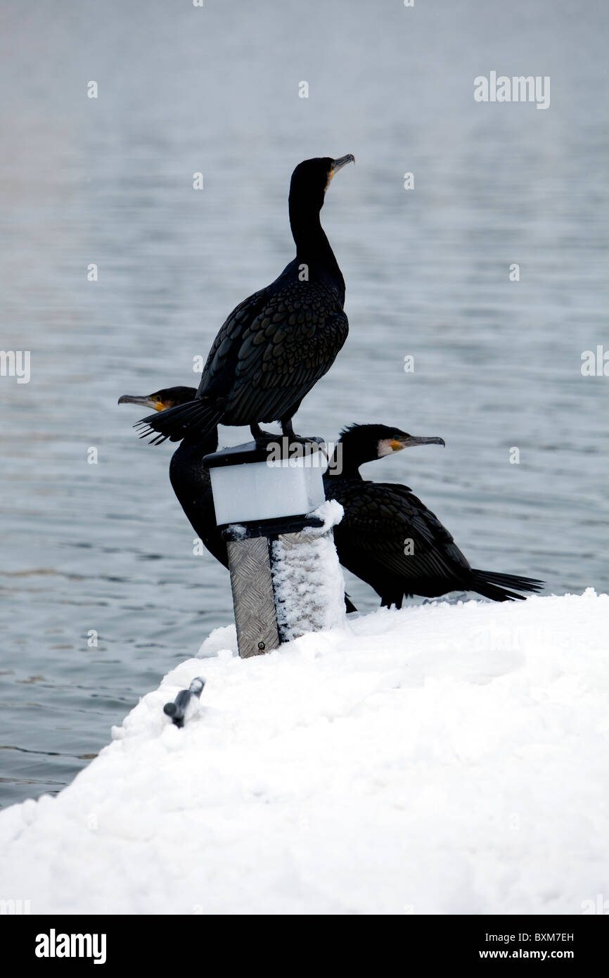 Cormorants in bristol hi-res stock photography and images - Alamy