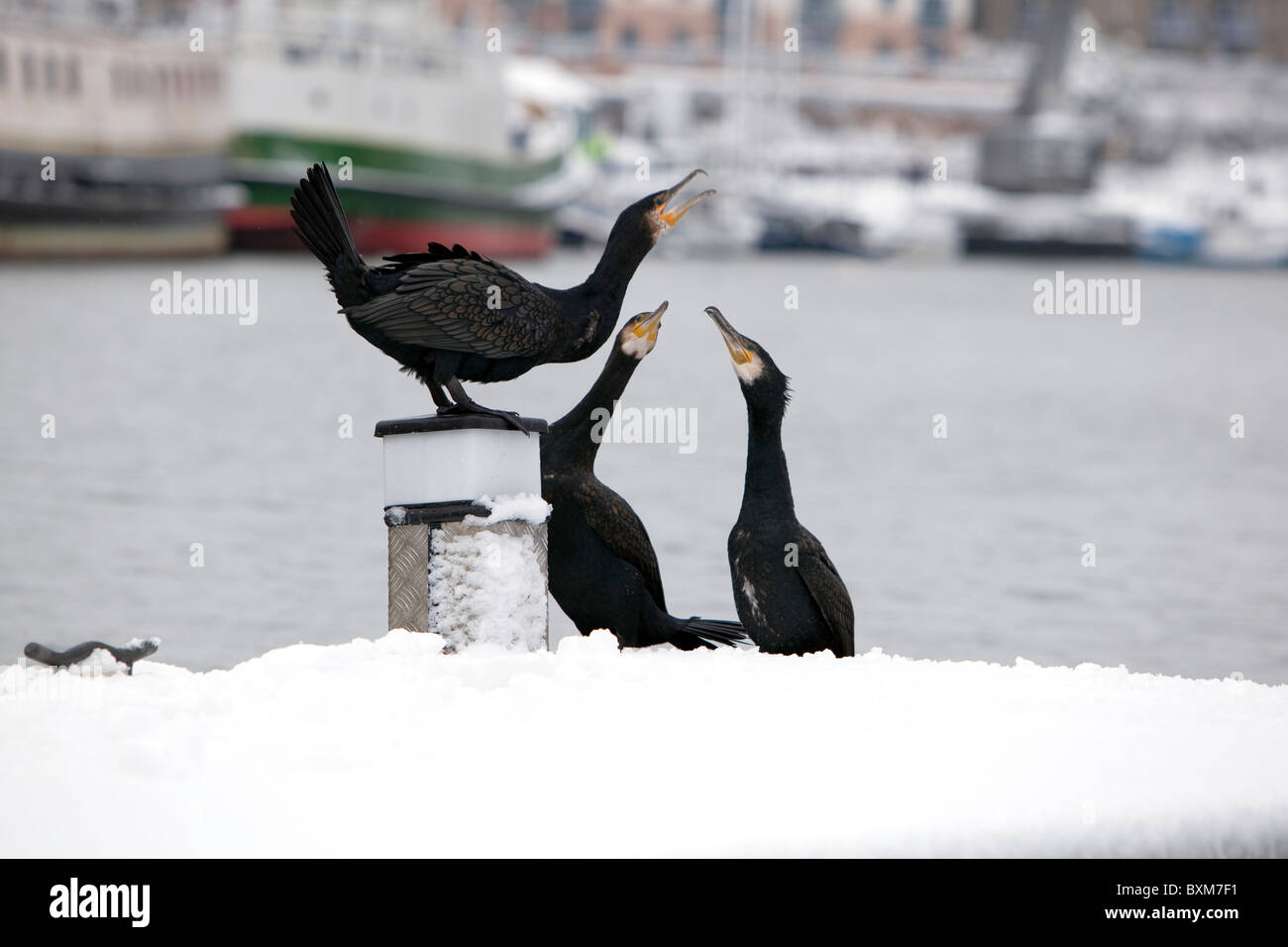 cormorant family, feeding time Stock Photo - Alamy