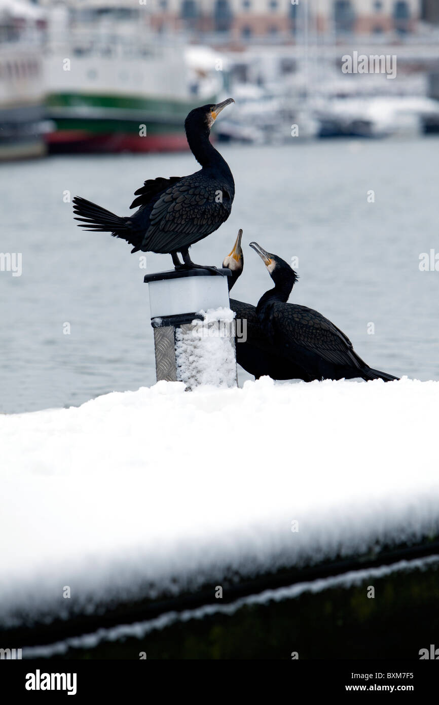 Cormorant Family Stock Photos & Cormorant Family Stock Images - Alamy
