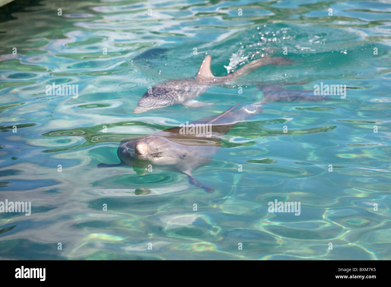 Dolphin and its baby playing dolphin swimming hi-res stock photography ...